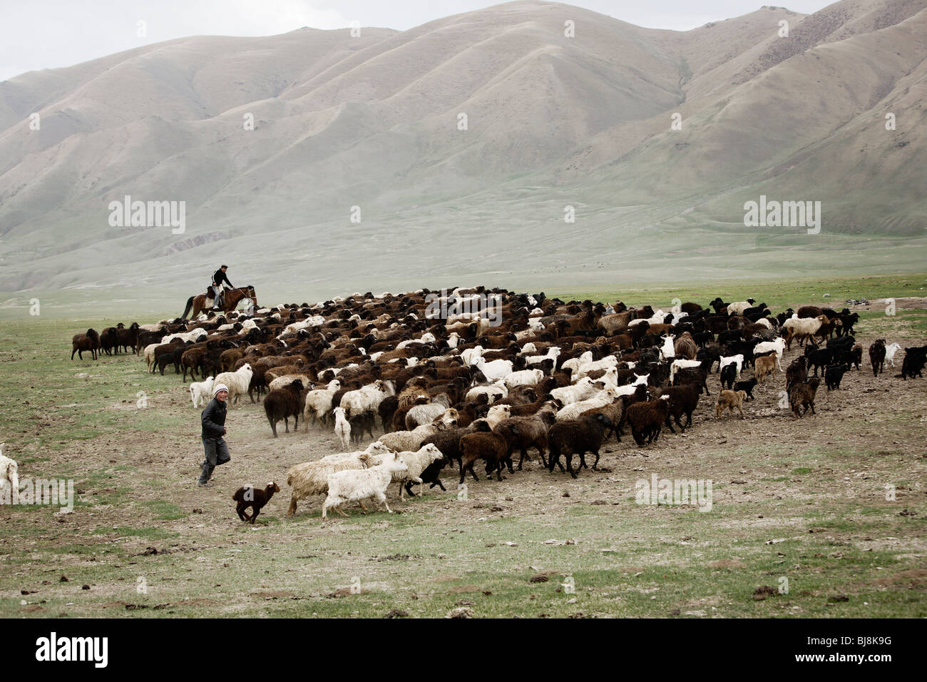 Soviet union shepherd hi-res stock photography and images - Alamy