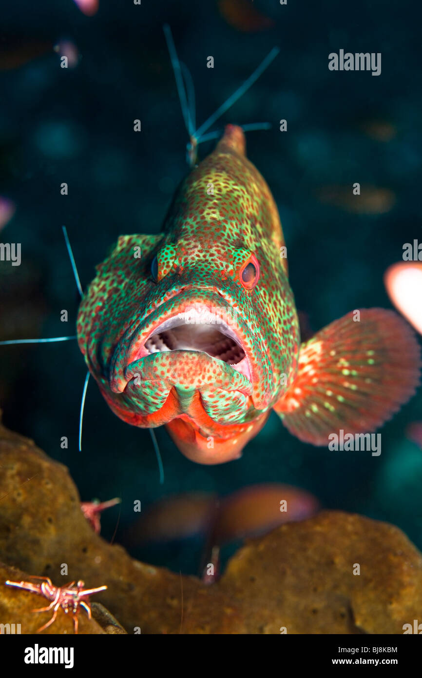 Grouper fish being cleaned at cleaning station underwater in Bali Stock ...