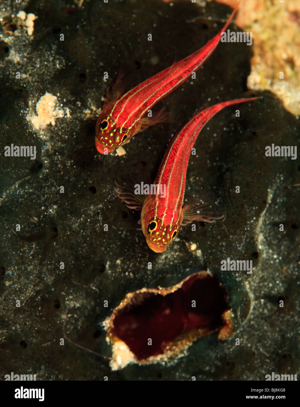 Dwarfgoby High Resolution Stock Photography and Images - Alamy