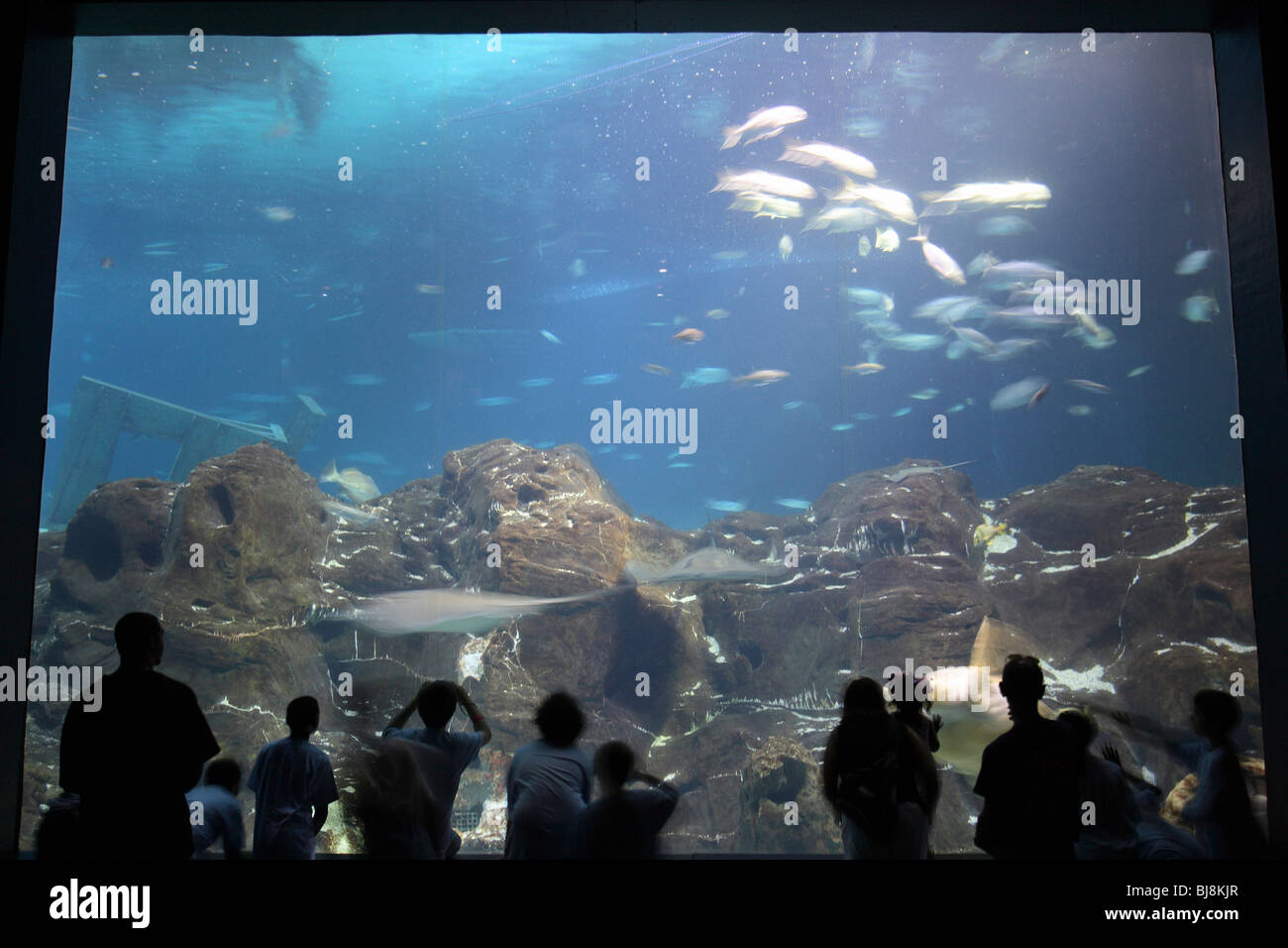 Tourists watching fish in an aquarium, Camden, USA Stock Photo - Alamy