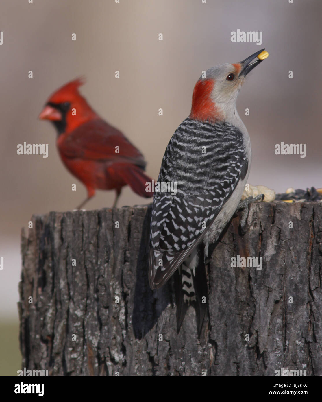 red bellied woodpecker northern cardinal male Stock Photo - Alamy
