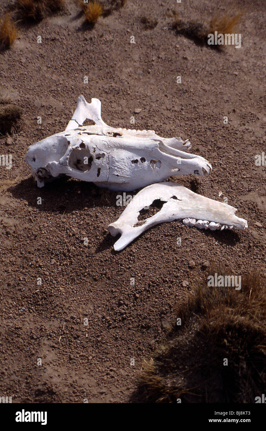 Alpaca Skull