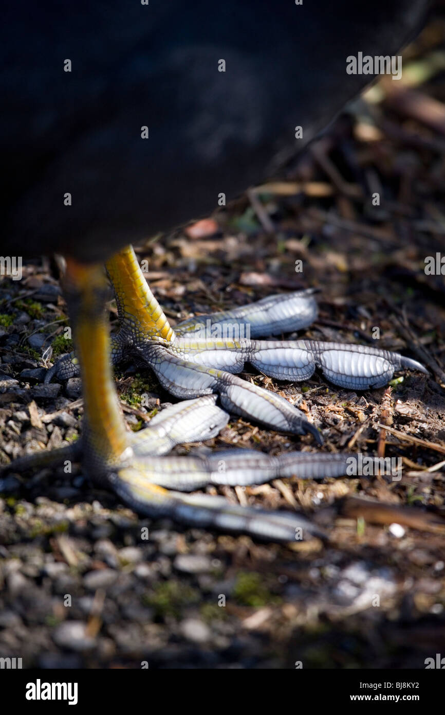 Coot feet hi-res stock photography and images - Alamy