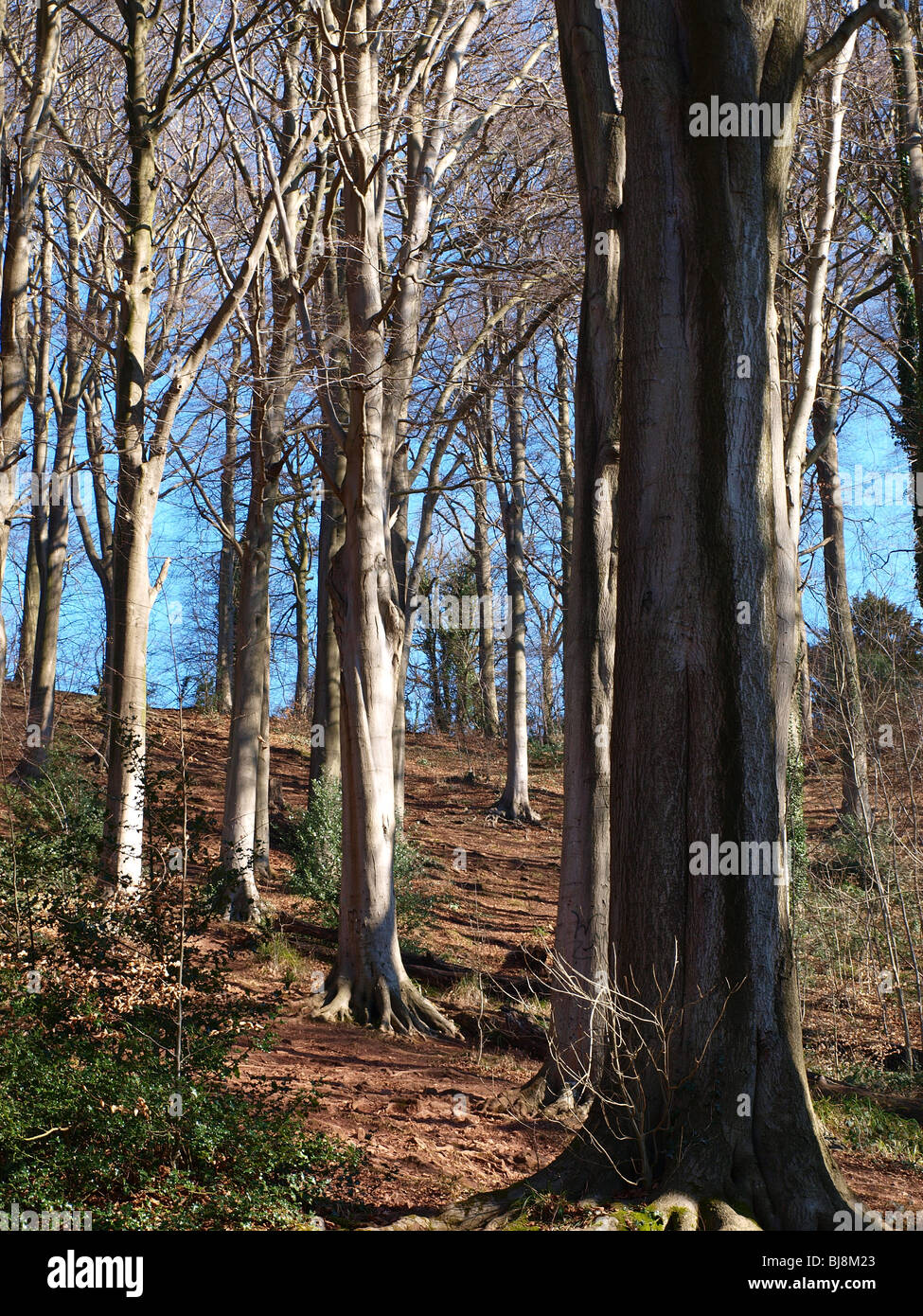 trees in the forest Stock Photo - Alamy