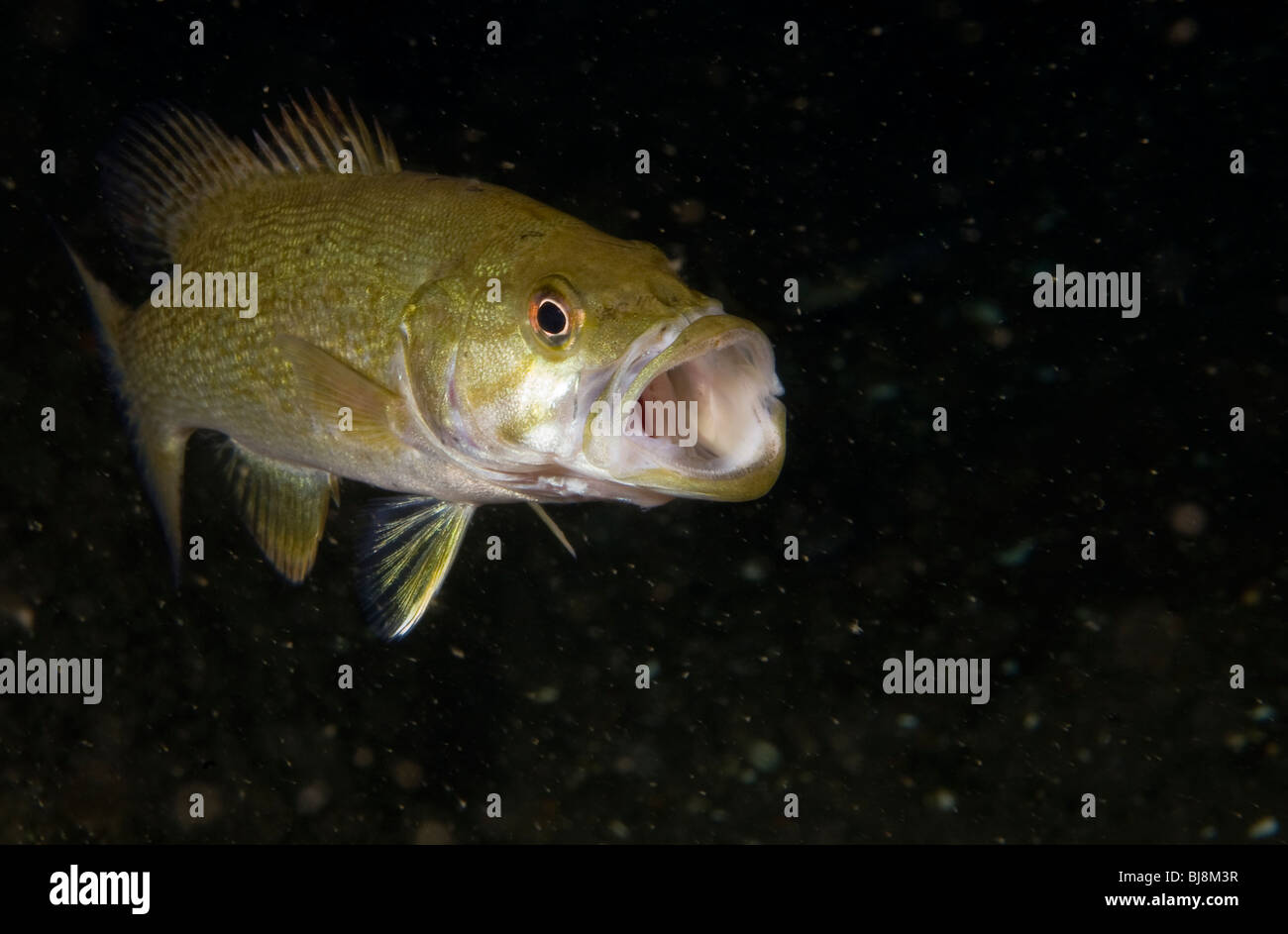 Achigan a petite bouche hi-res stock photography and images - Alamy