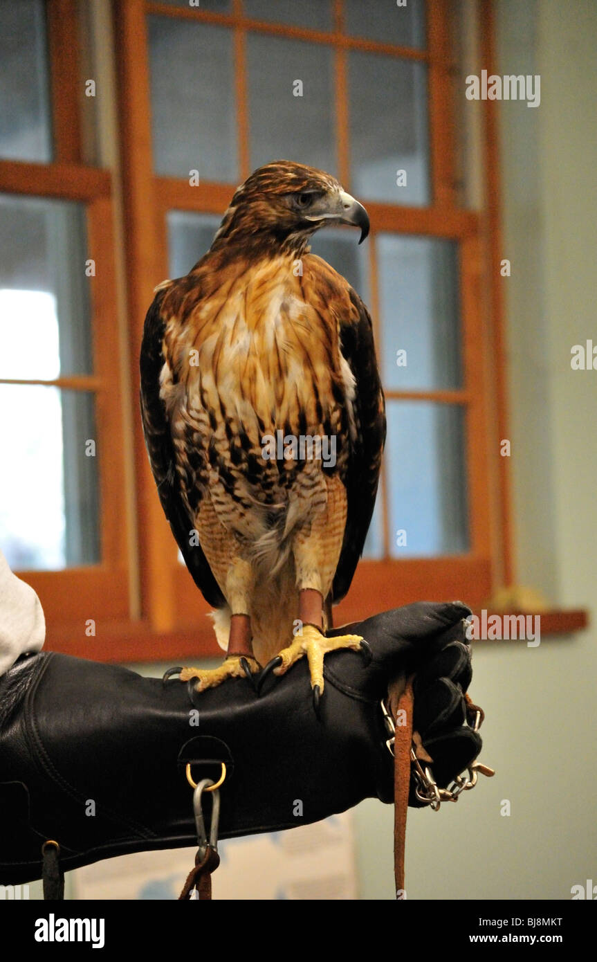 Red tailed hawk (Buteo jamaicensis) perched on a heavy rubber glove ...