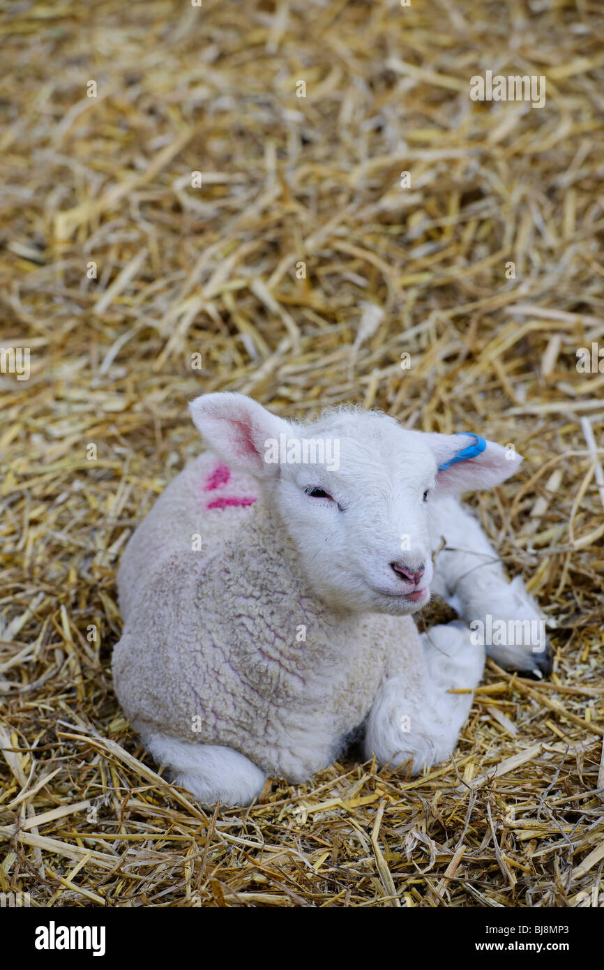 New Born Lamb Stock Photo - Alamy