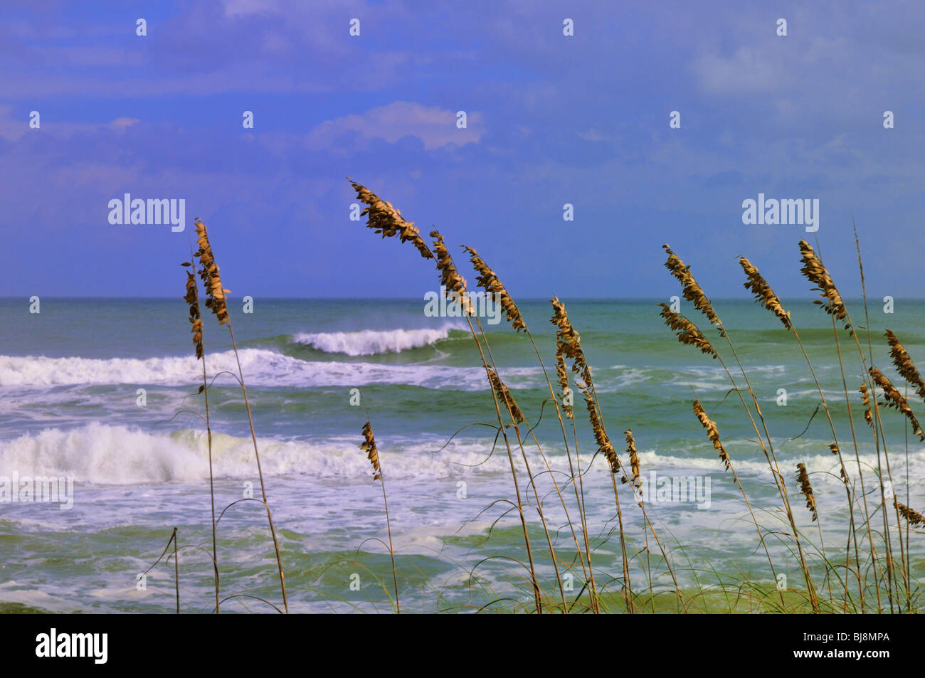 Grasses waving in the wind at the seacoast while waves pound the shore ...