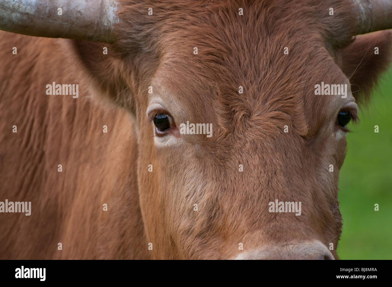 Texas Longhorn steer Stock Photo - Alamy