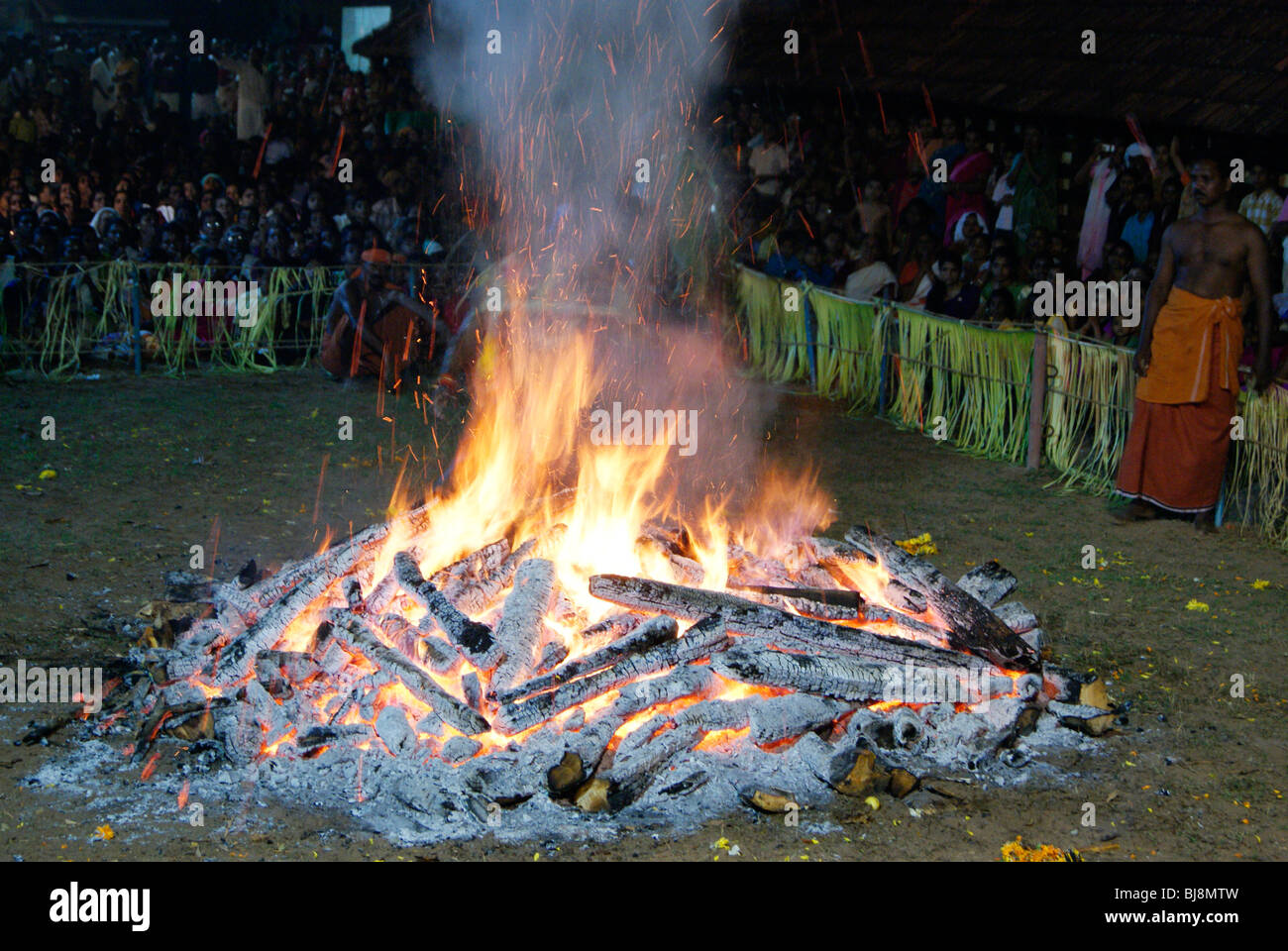 Preparation for Fire Dance in Temple ( Agni Kavadi ) .Large woods are ...