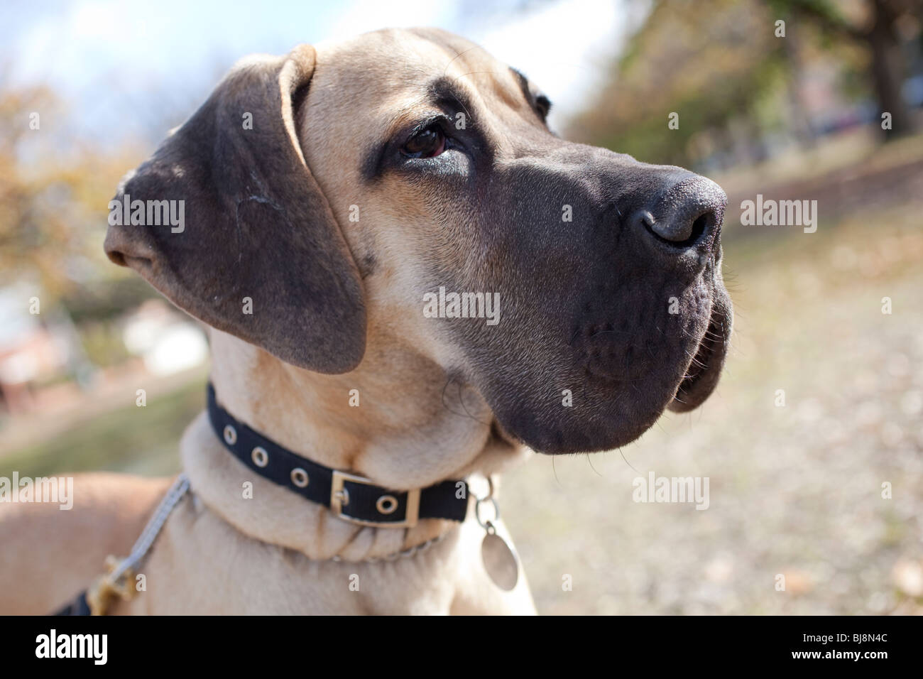 Great Dane puppy Stock Photo - Alamy