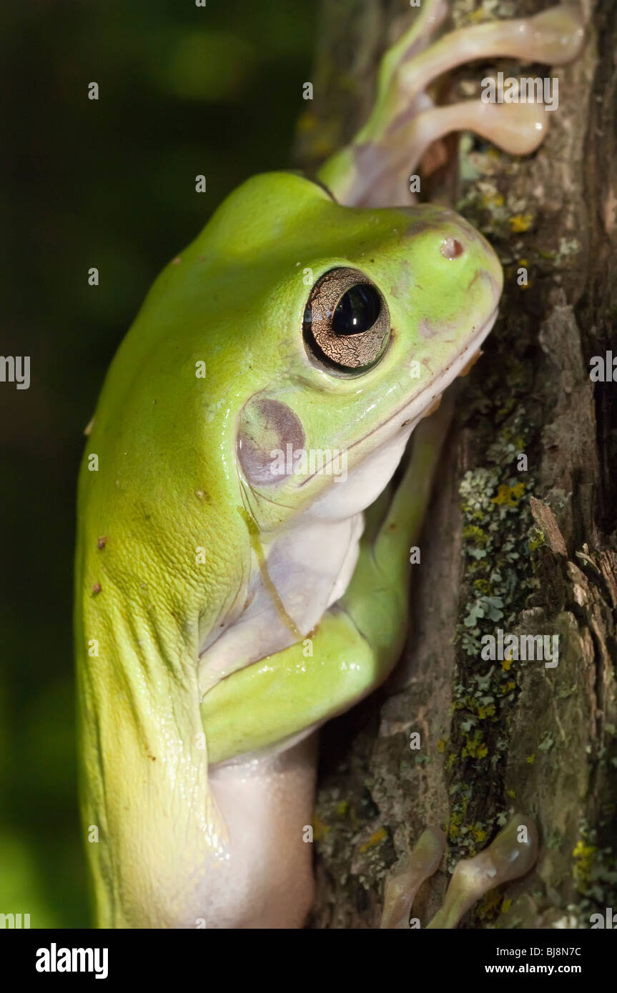 Introduced populations in new zealand hi-res stock photography and ...