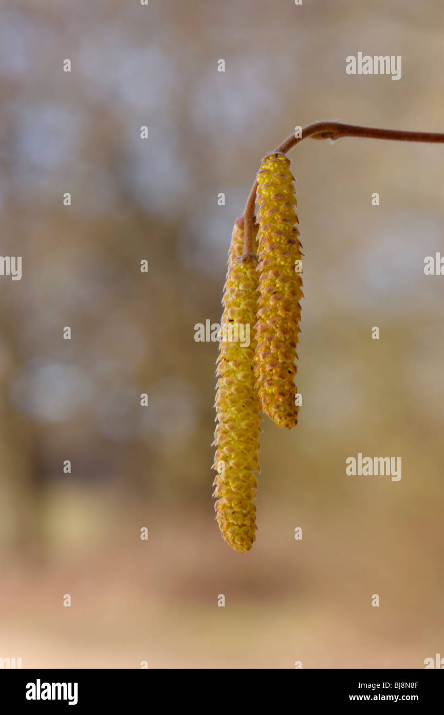 Corylus Cob Nut Tree High Resolution Stock Photography and Images - Alamy
