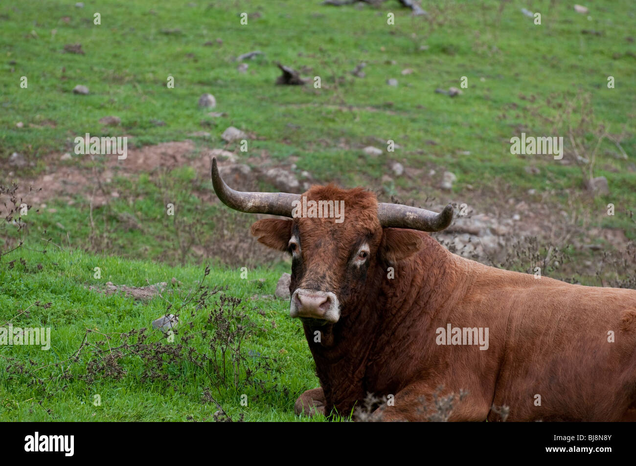 Texas longhorn steer Stock Photo - Alamy