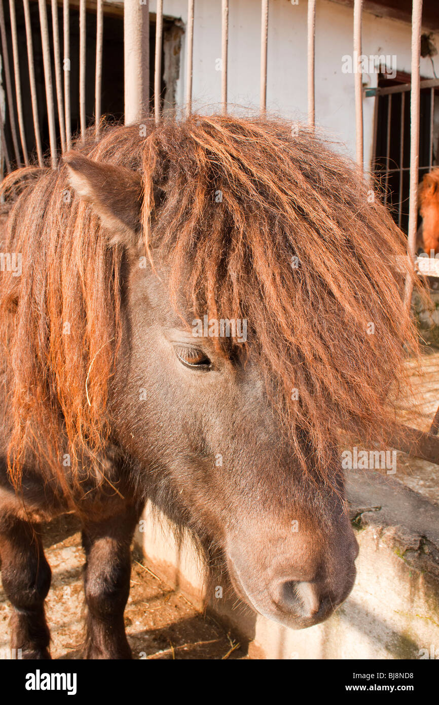 Face of the pony Stock Photo - Alamy