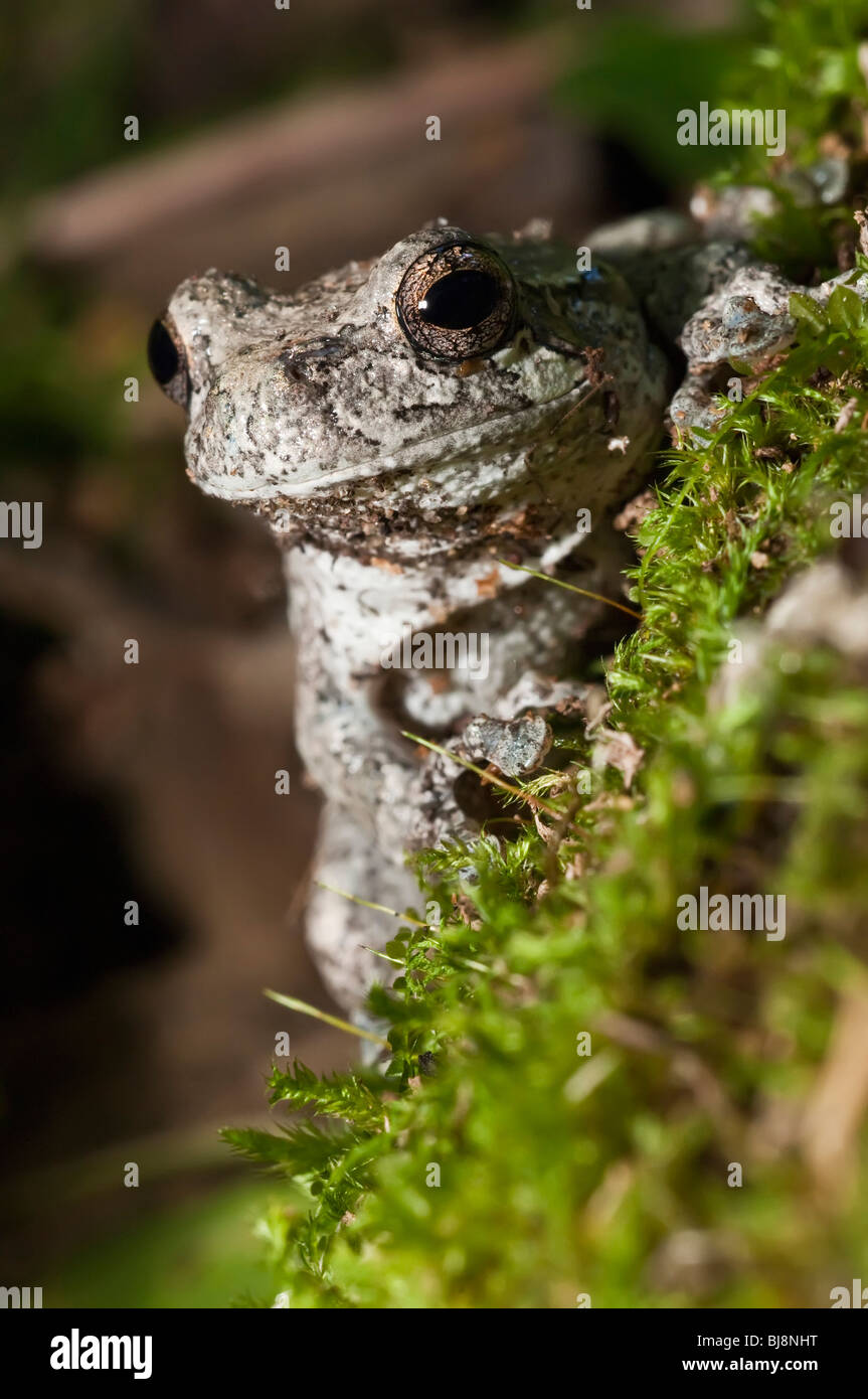 Gray tree frog, Hyla versicolor, female, native to eastern United ...