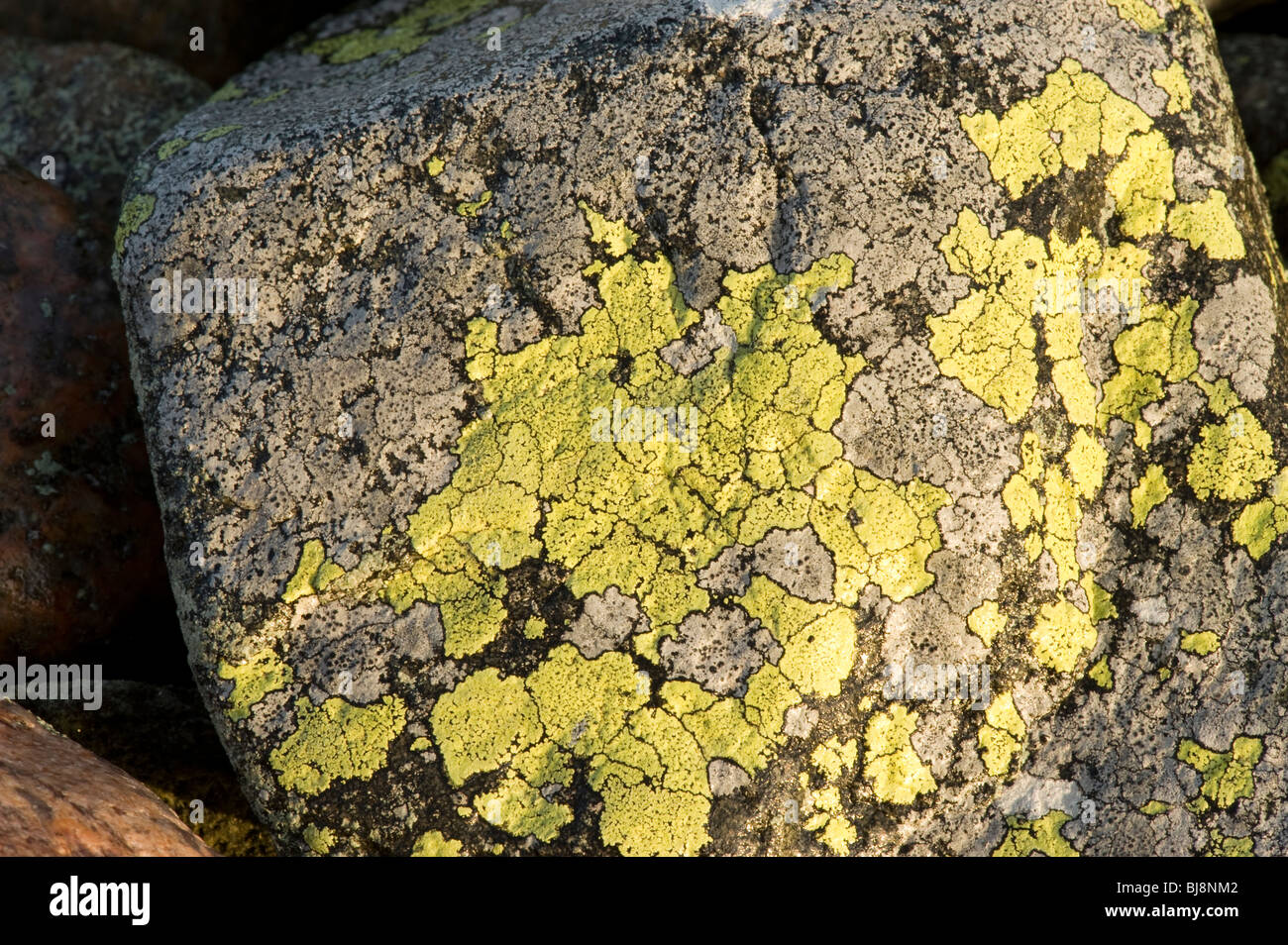 Lichen come in many colors, sizes, and forms Stock Photo - Alamy