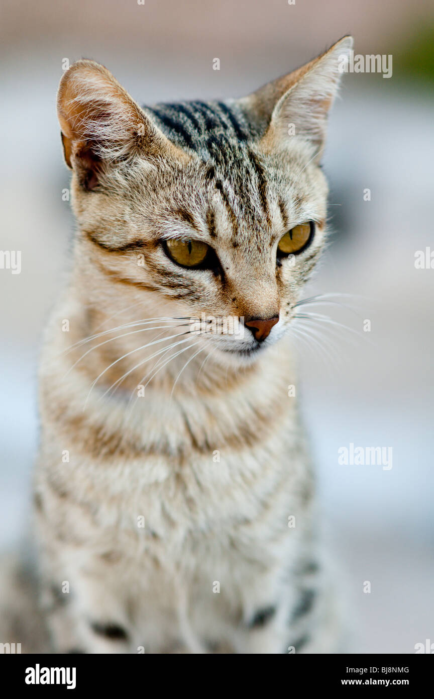 A cat striking a pose near Delphi, Greece Stock Photo - Alamy