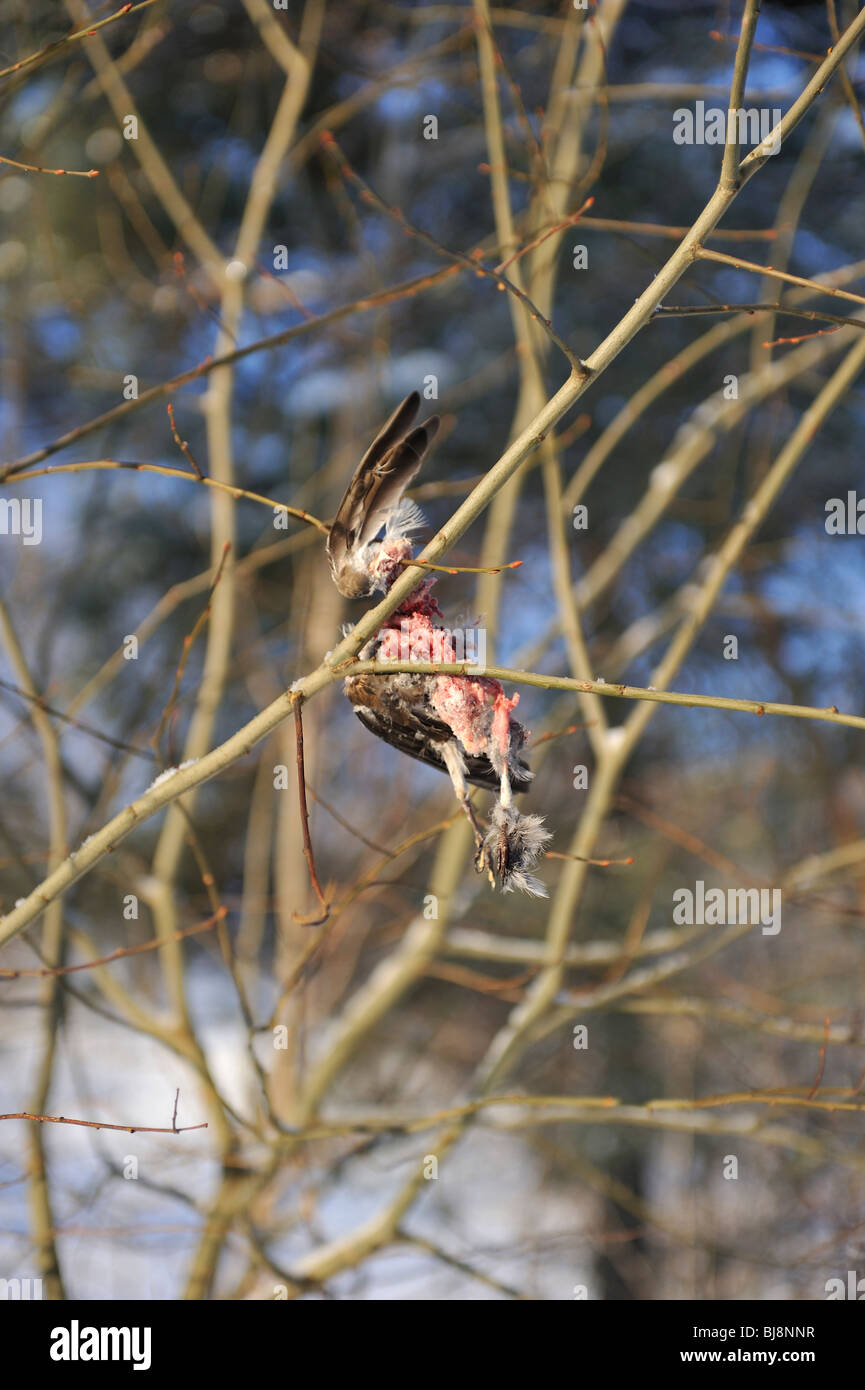 Corpse tree hi-res stock photography and images - Alamy
