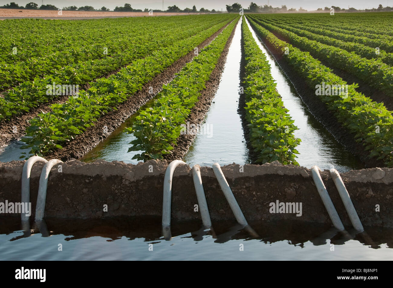 Flood irrigation hi-res stock photography and images - Alamy