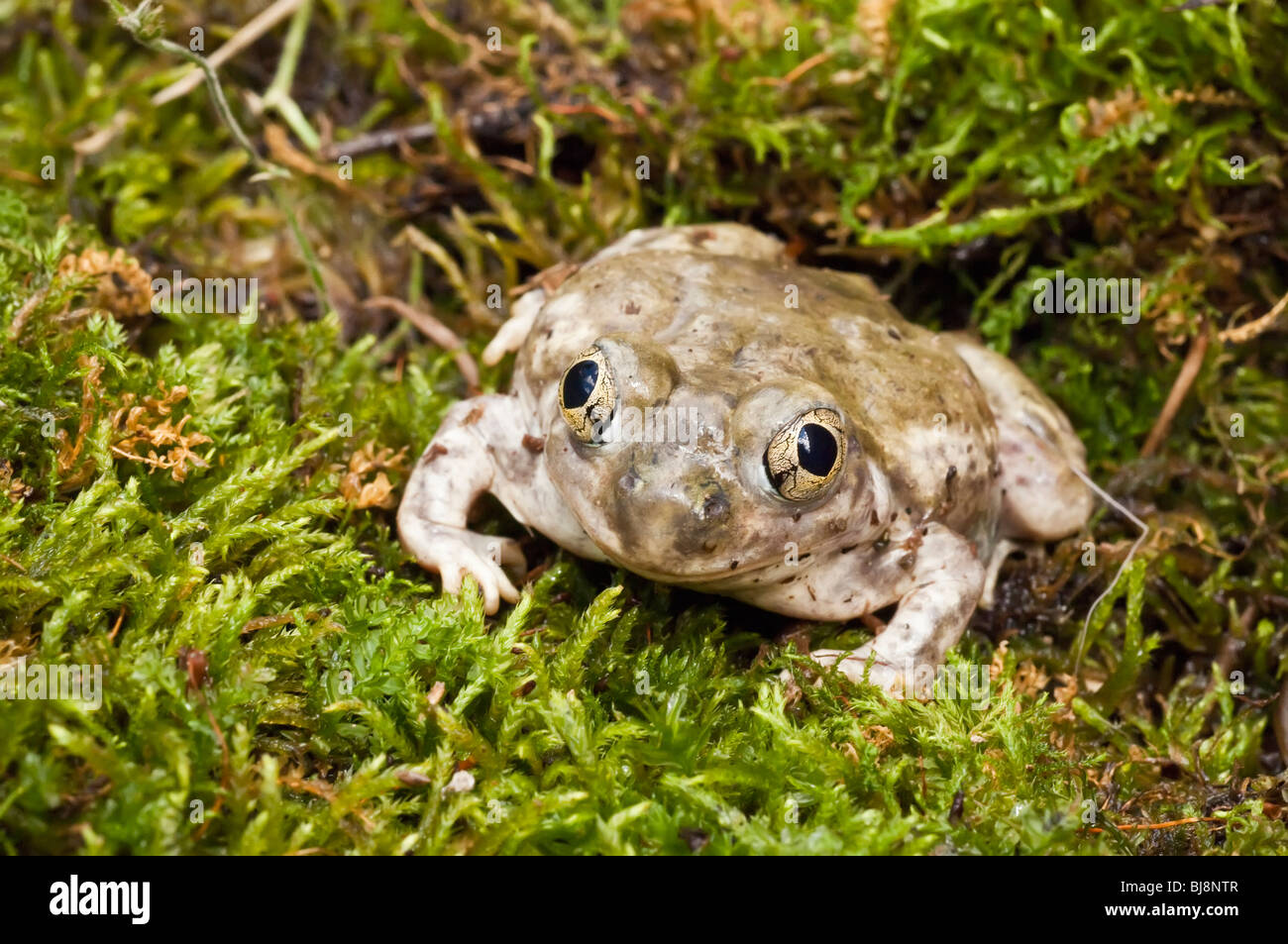 The plains spadefoot toad, Spea bombifrons, ranges from southwestern ...