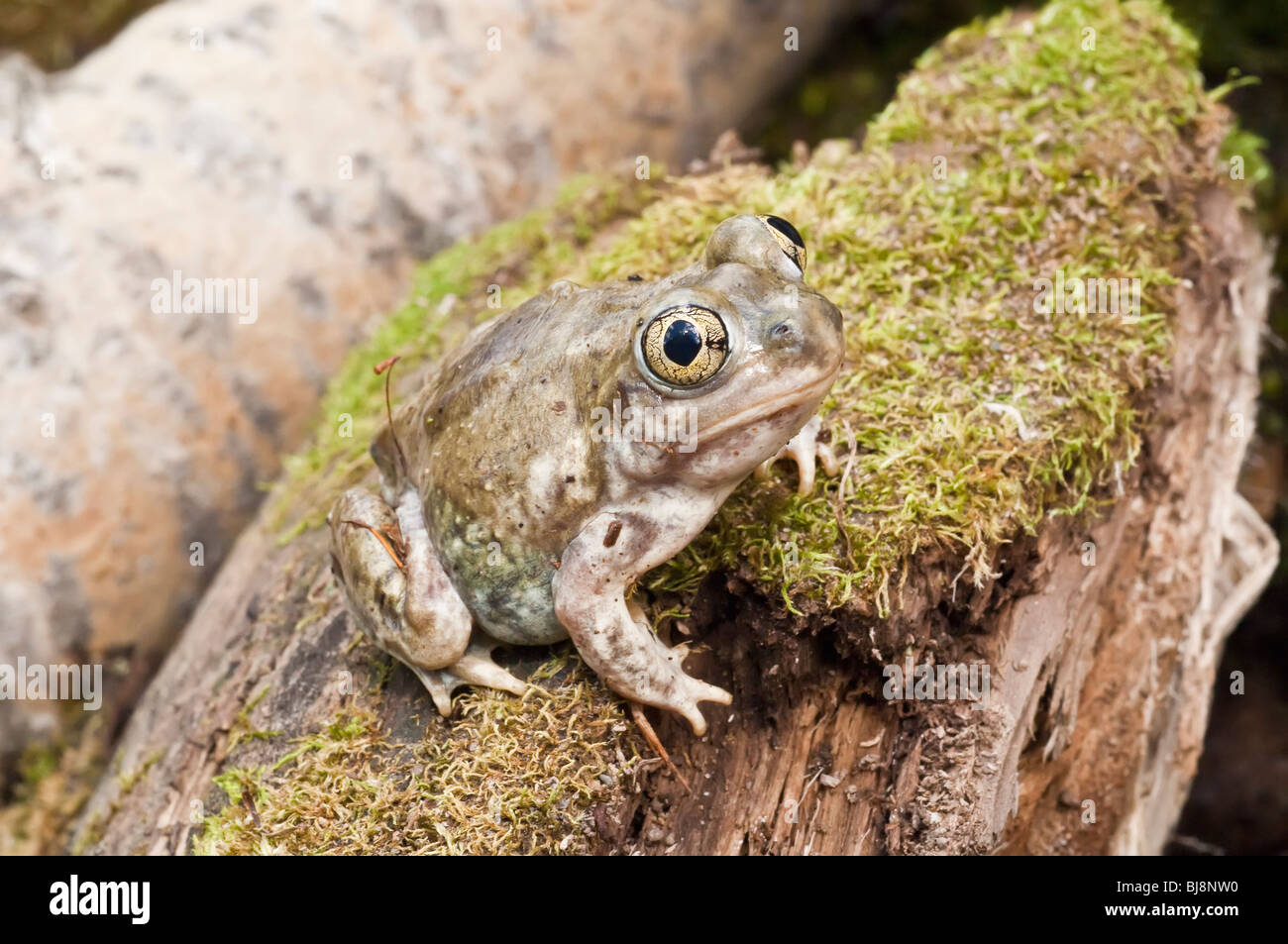 Estivation hi-res stock photography and images - Alamy