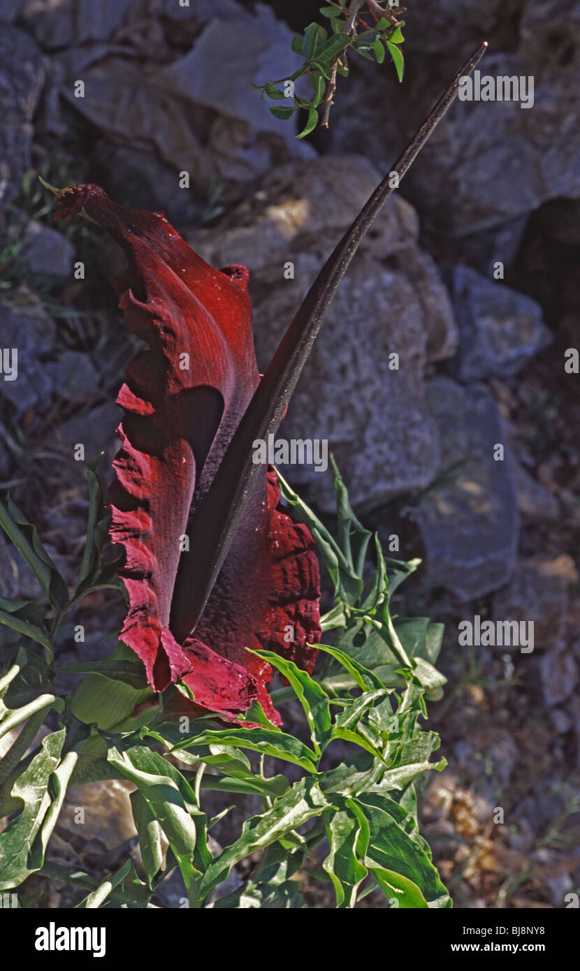 Dracunculus vulgaris leaves hi-res stock photography and images - Alamy