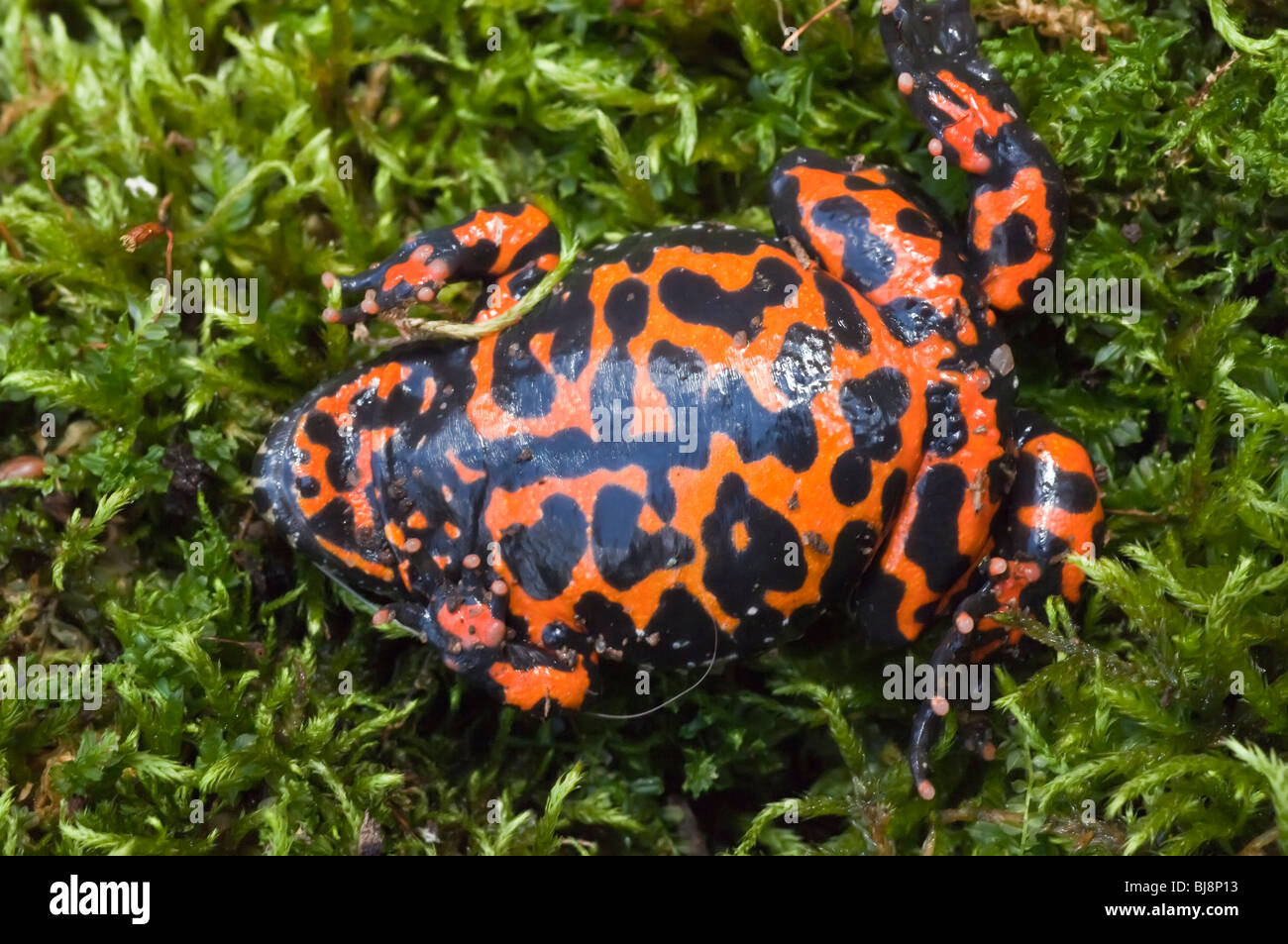 Oriental fire-bellied toad, Bombina orientalis, semi-aquatic toad found ...