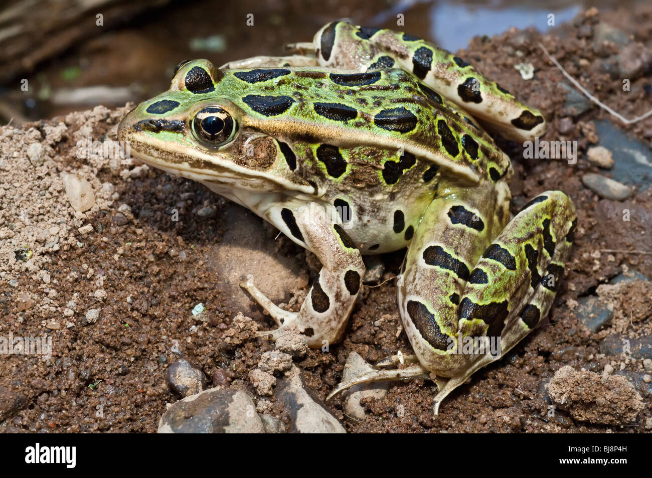 The northern leopard frog, Rana pipiens, is native to parts of Canada ...