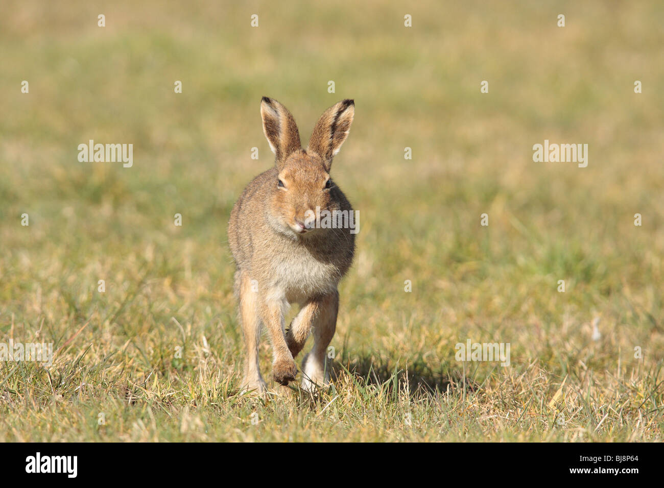 Mad as a march hare hi-res stock photography and images - Alamy