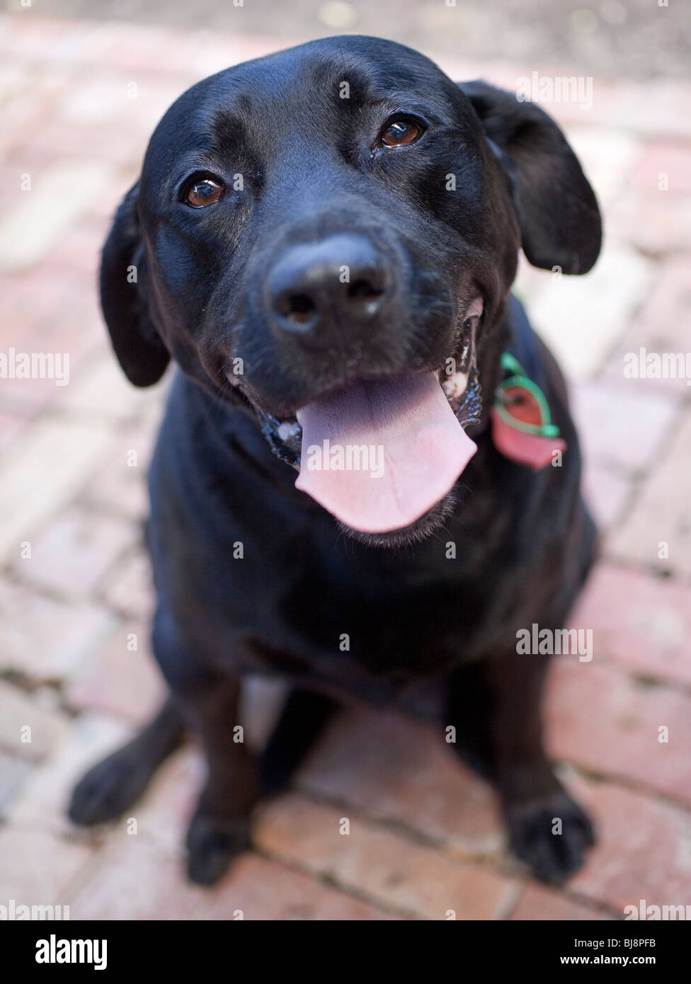 Black labrador dog tongue hi-res stock photography and images - Alamy