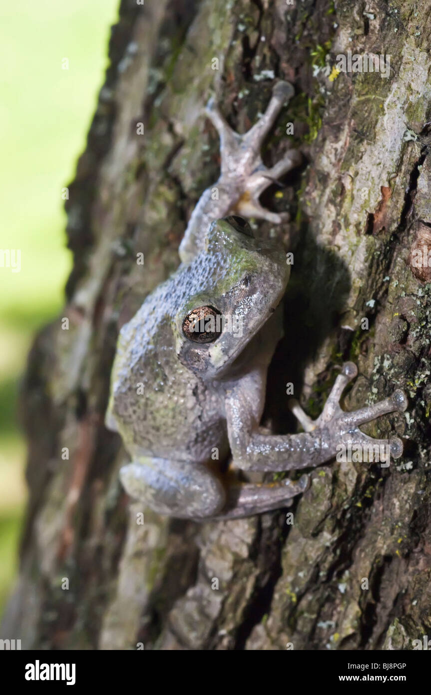 Cope's grey tree frog, Hyla chrysoscelis, native the to United States ...