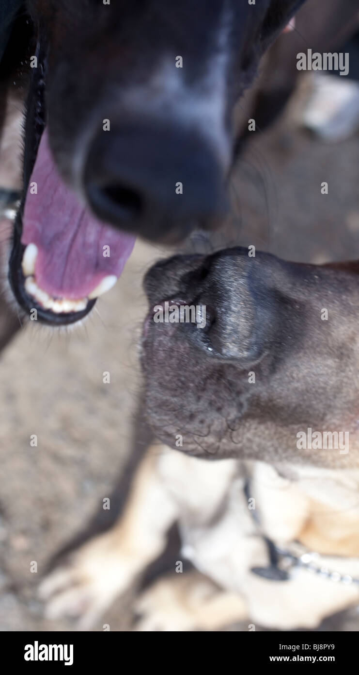 Noses of two dogs Stock Photo - Alamy