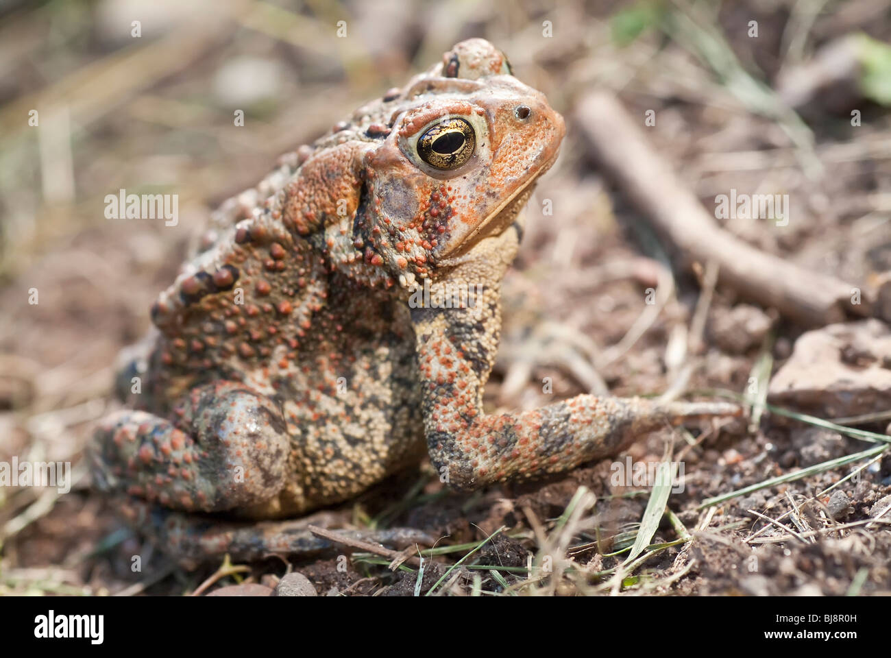 American toad, Bufo americanus; female, native to eastern USA and ...