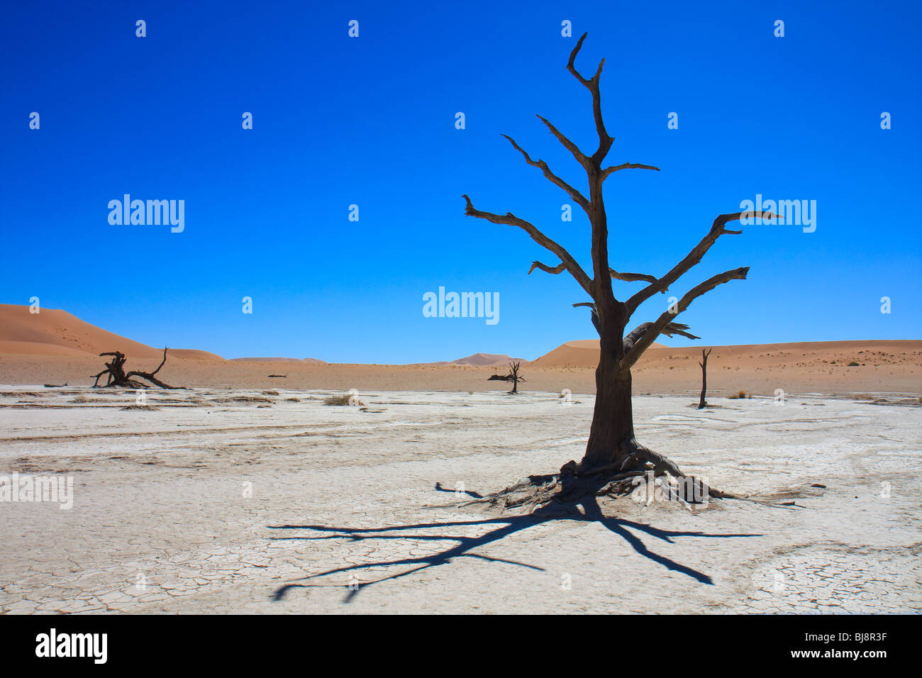 Africa Dead Vlei Namib Desert Namibia Sossusvlei Stock Photo - Alamy