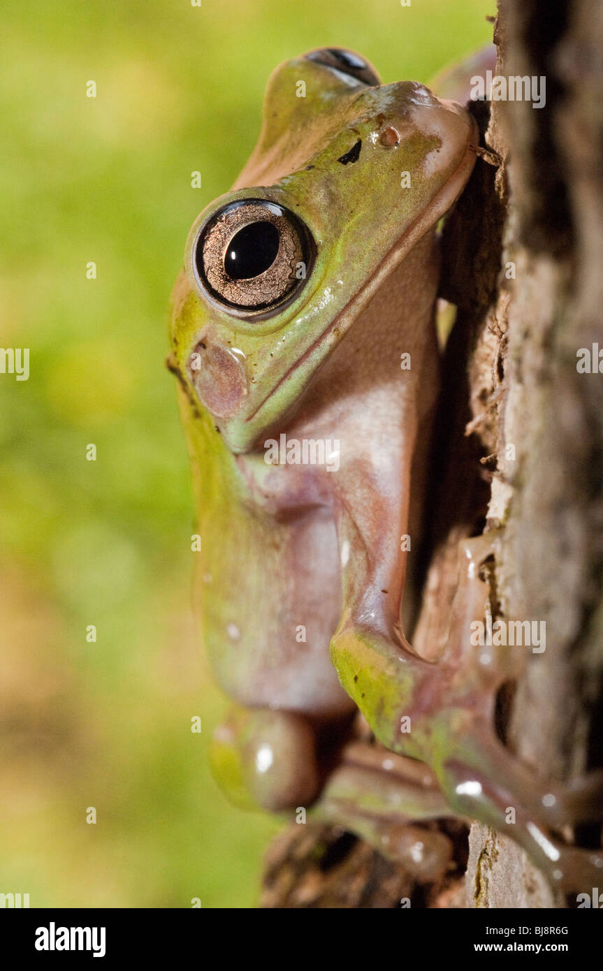 White's Tree Frog, Litoria caerulea, is native to Australia and New ...
