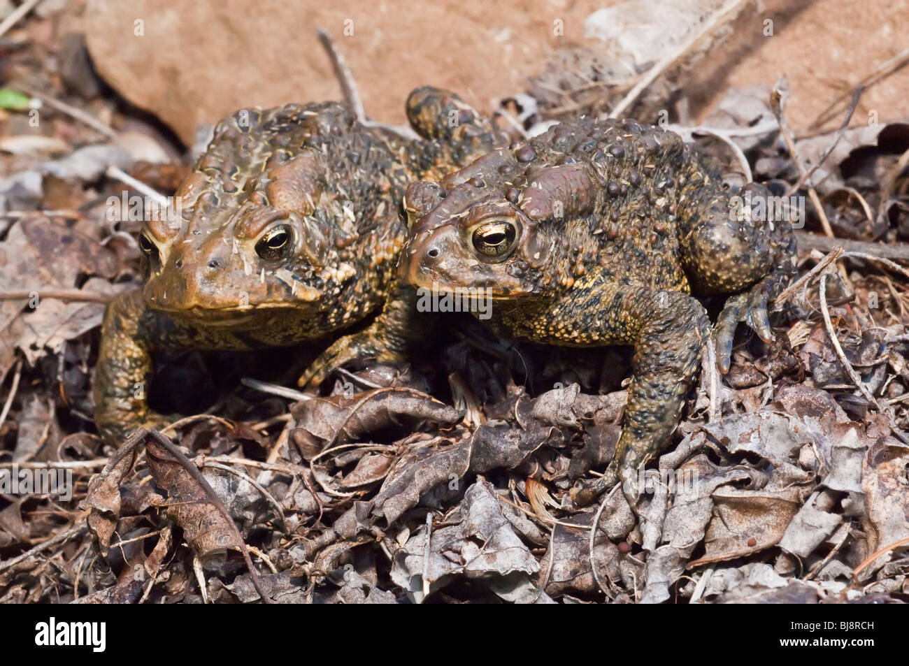 American toad bufo americanus native hi-res stock photography and ...