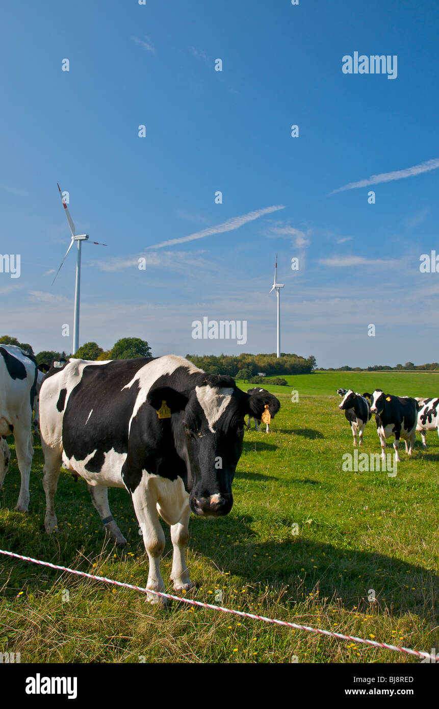 Cattle in meadow; Wind Turbines behind Stock Photo - Alamy