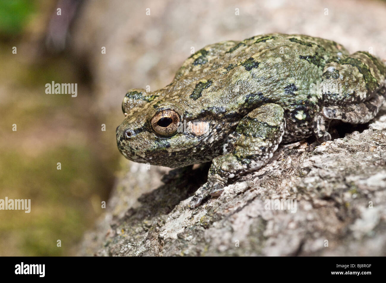 Copes of trees hi-res stock photography and images - Alamy
