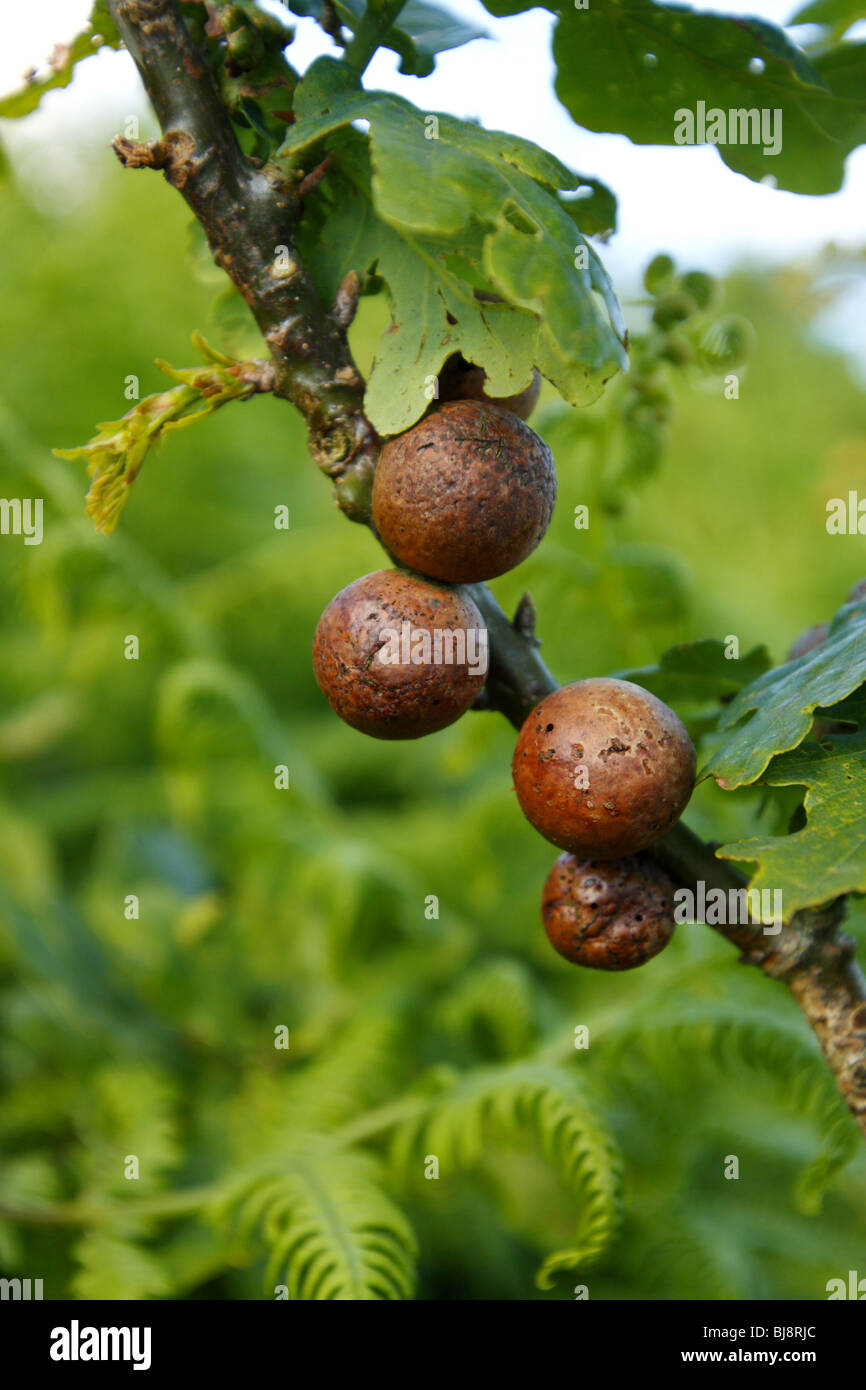 Oak Apple Galls Stock Photo - Alamy