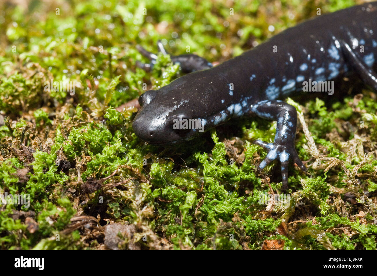 The Blue-spotted salamander, Ambystoma laterale, native to the Great ...