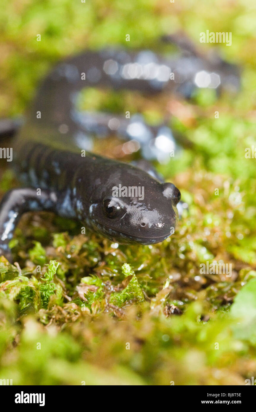 The Blue-spotted salamander, Ambystoma laterale, native to the Great ...