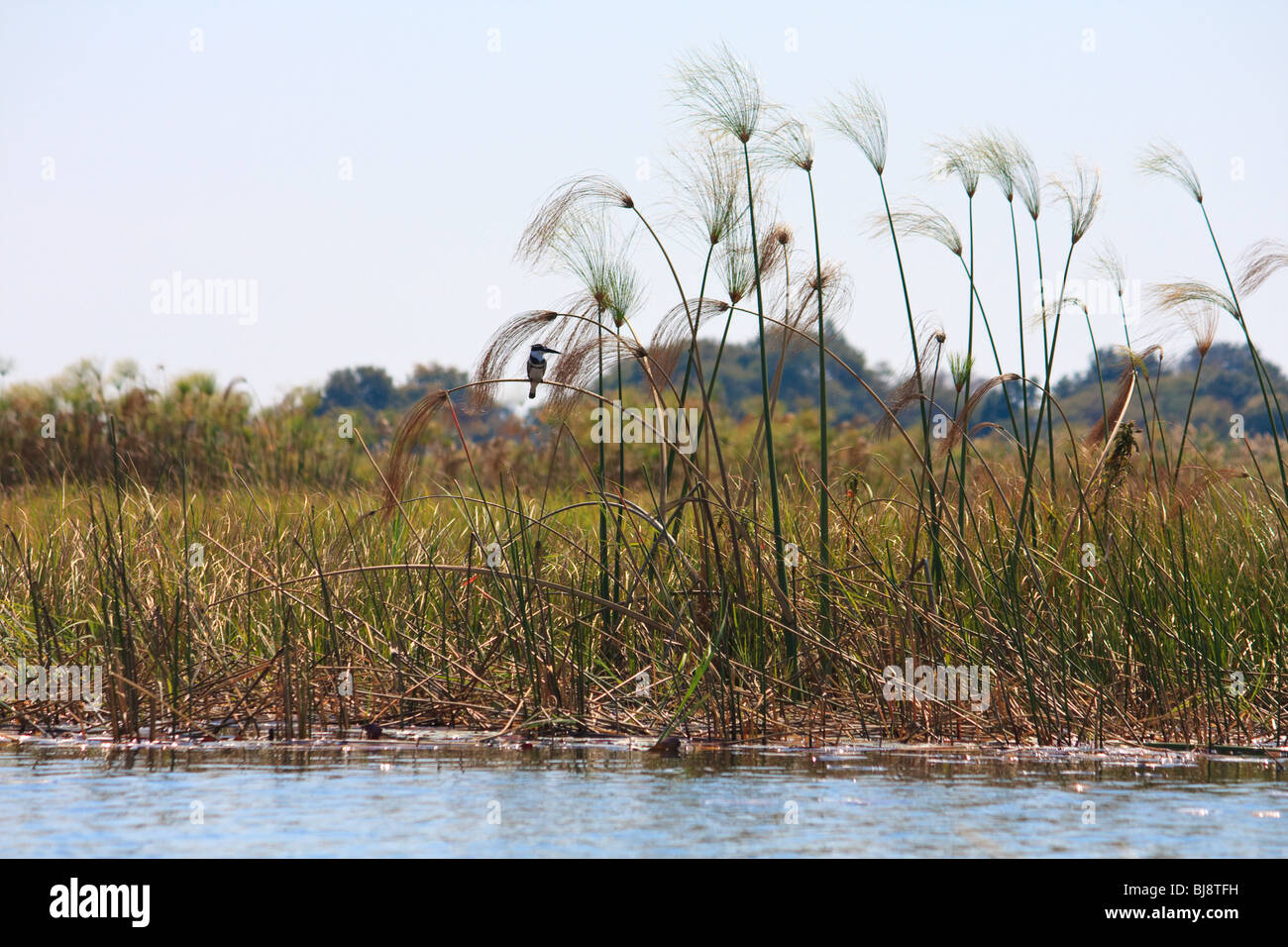 Africa Botswana Okavango Delta Kingfisher Seronga Stock Photo - Alamy