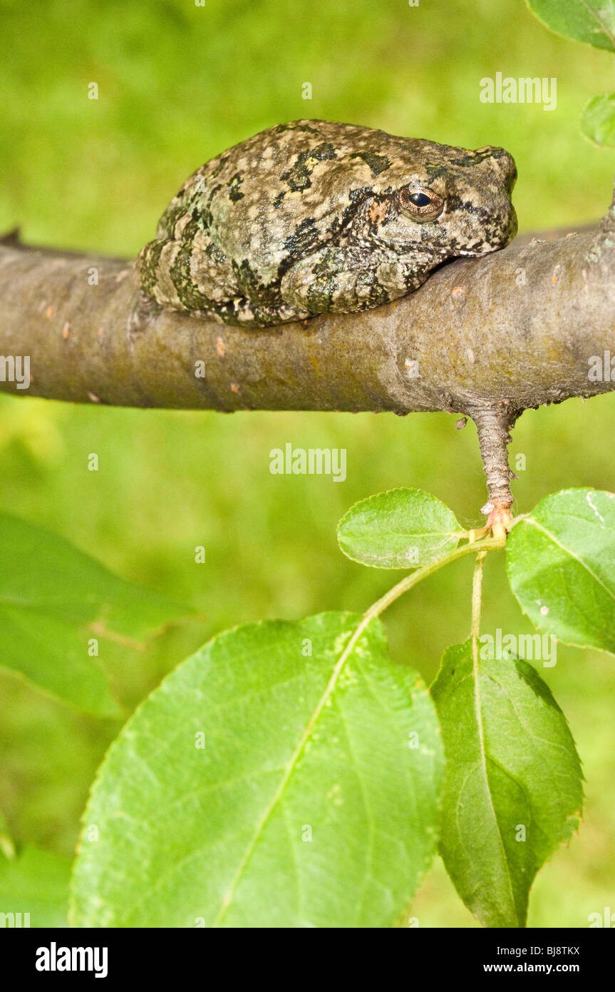 Cope's grey tree frog, Hyla chrysoscelis, native the to United States ...