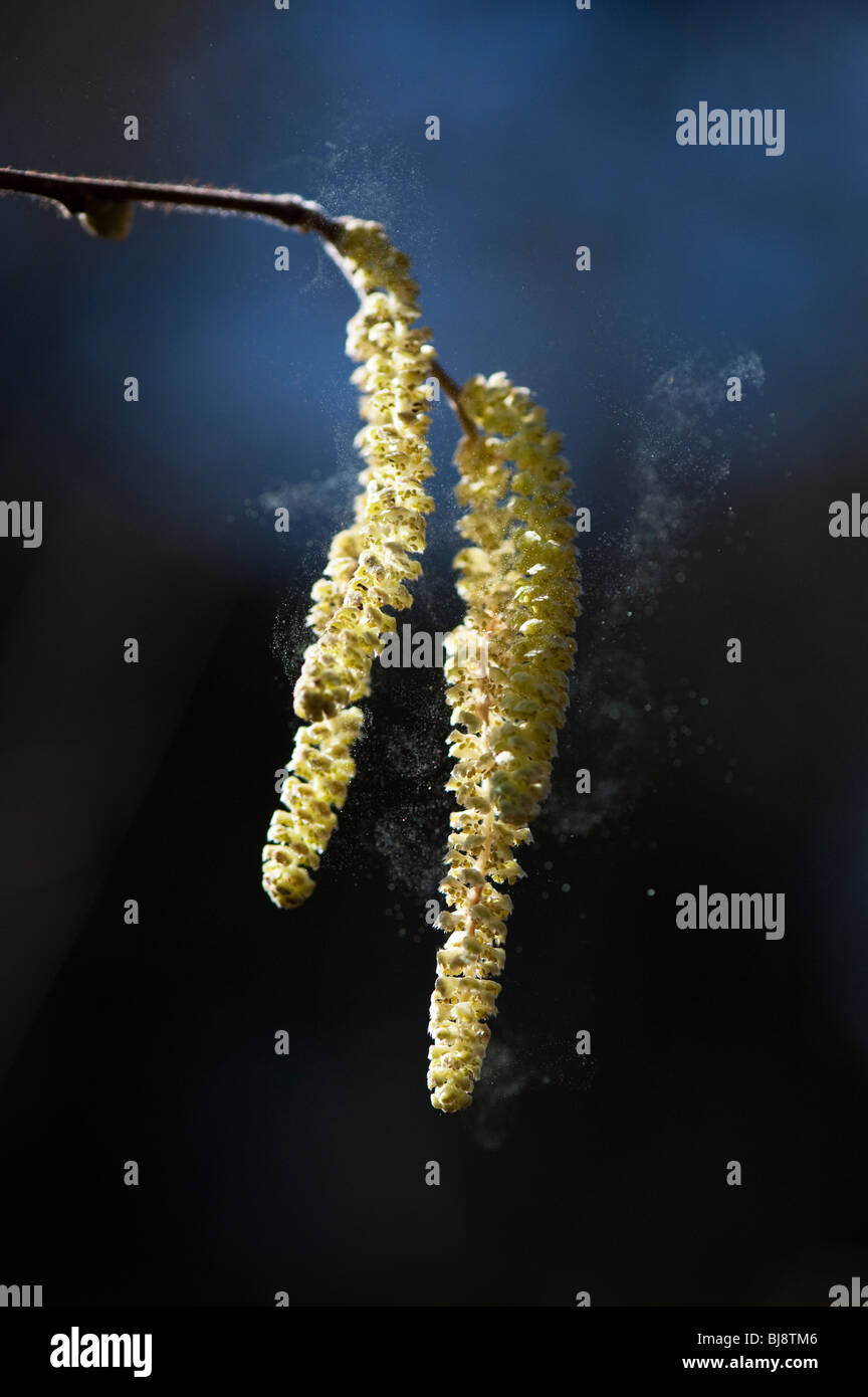 Pollen from wind pollinated flowers hi-res stock photography and images ...