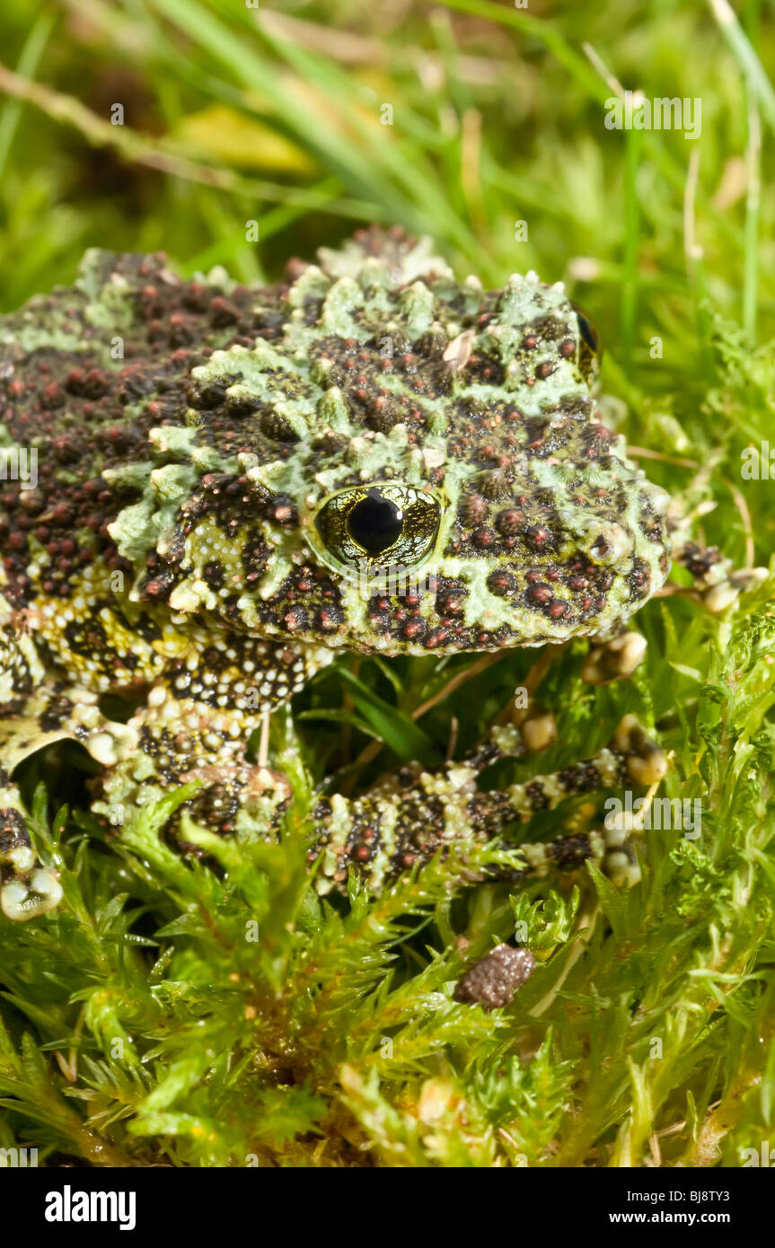 Tonkin bug eyed frog hi-res stock photography and images - Alamy