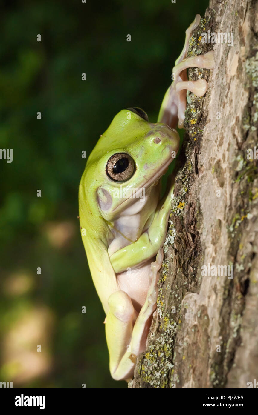 White's Tree Frog, Litoria caerulea, is native to Australia and New ...