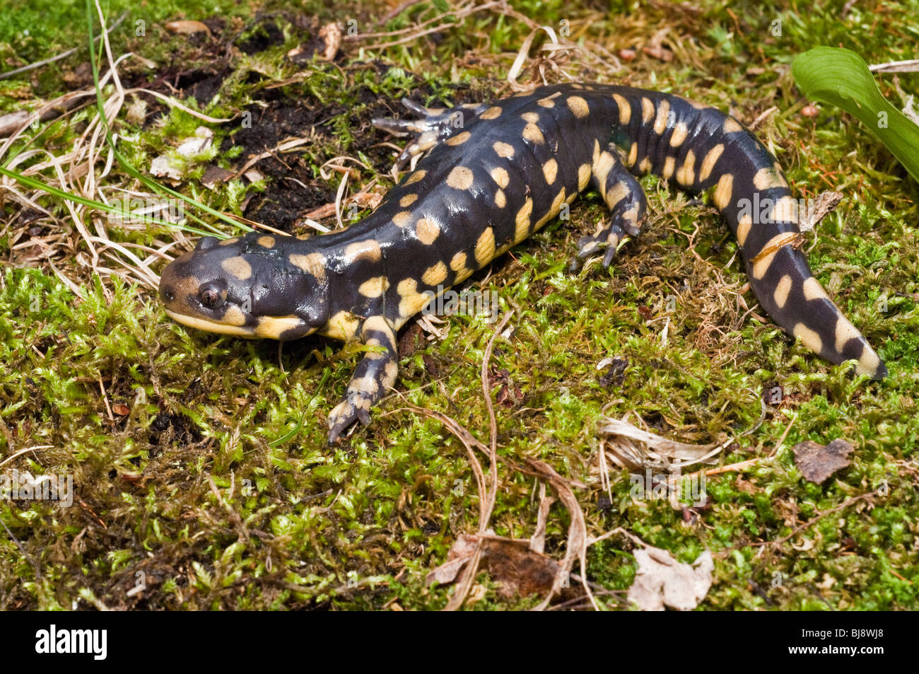 Tiger salamander larvae hi-res stock photography and images - Alamy