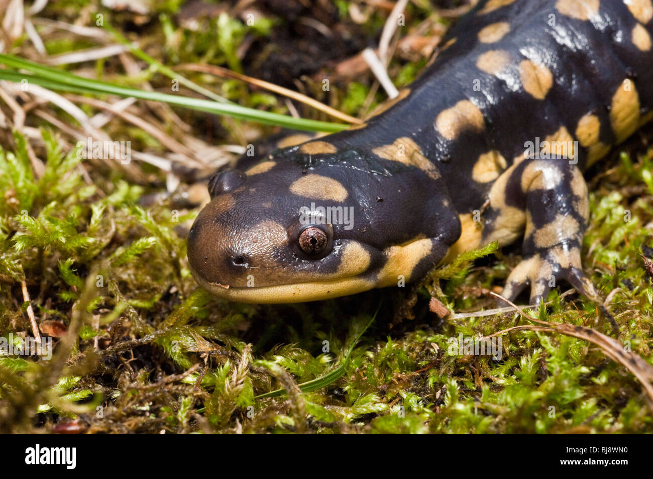 Tiger salamander larvae hi-res stock photography and images - Alamy