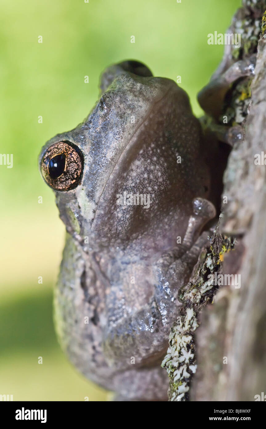 Cope's grey tree frog, Hyla chrysoscelis, native the to United States ...